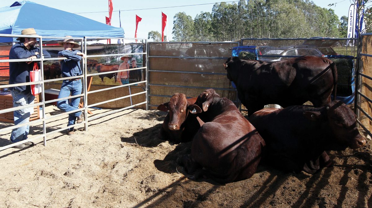Medlyn Angus Bull Sale, Friday 15th June 2018 - PRIMEX - Australia’s ...
